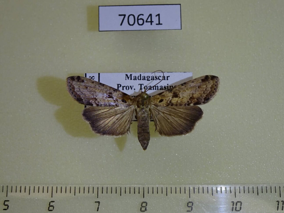 Euteliidae Gyrtona malgassica Madagascar - Fareastinsects