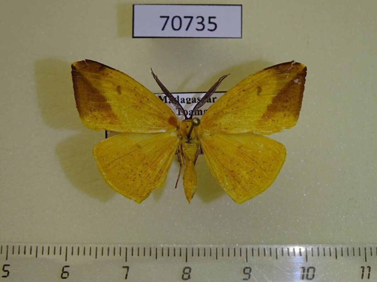 Geometridae Hylemera decaryi Madagascar - Fareastinsects