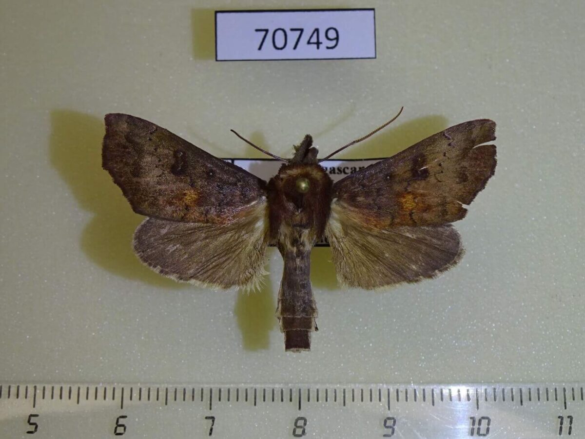 Noctuidae Anomis sp. lophognatha Madagascar - Fareastinsects