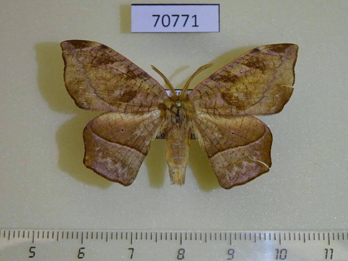 Drepanidae Negera natalensis Uganda - Fareastinsects