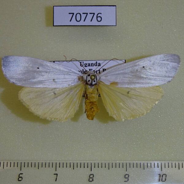 Arctiidae Paraona interjecta Uganda - Fareastinsects