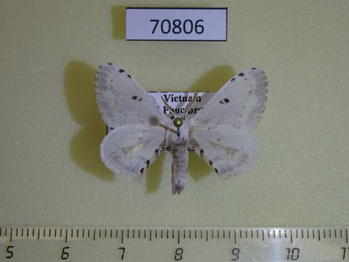 Bombycidae Penicillifera apicalis Vietnam - Fareastinsects