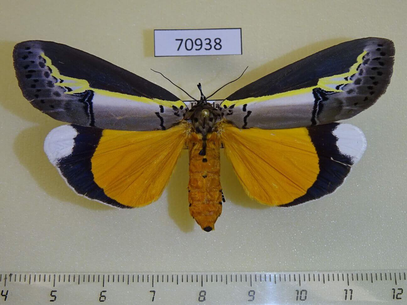 Noctuidae Eligma hypsoides Uganda - Fareastinsects