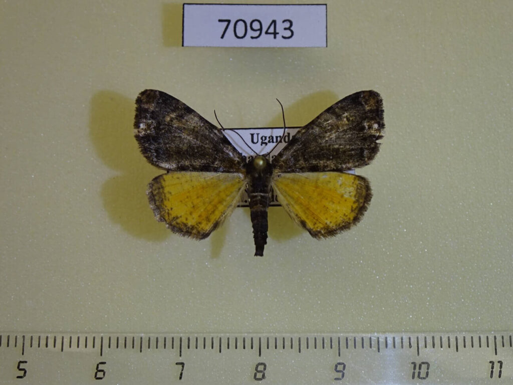 Geometridae Xylopteryx triphaenata Uganda - Fareastinsects