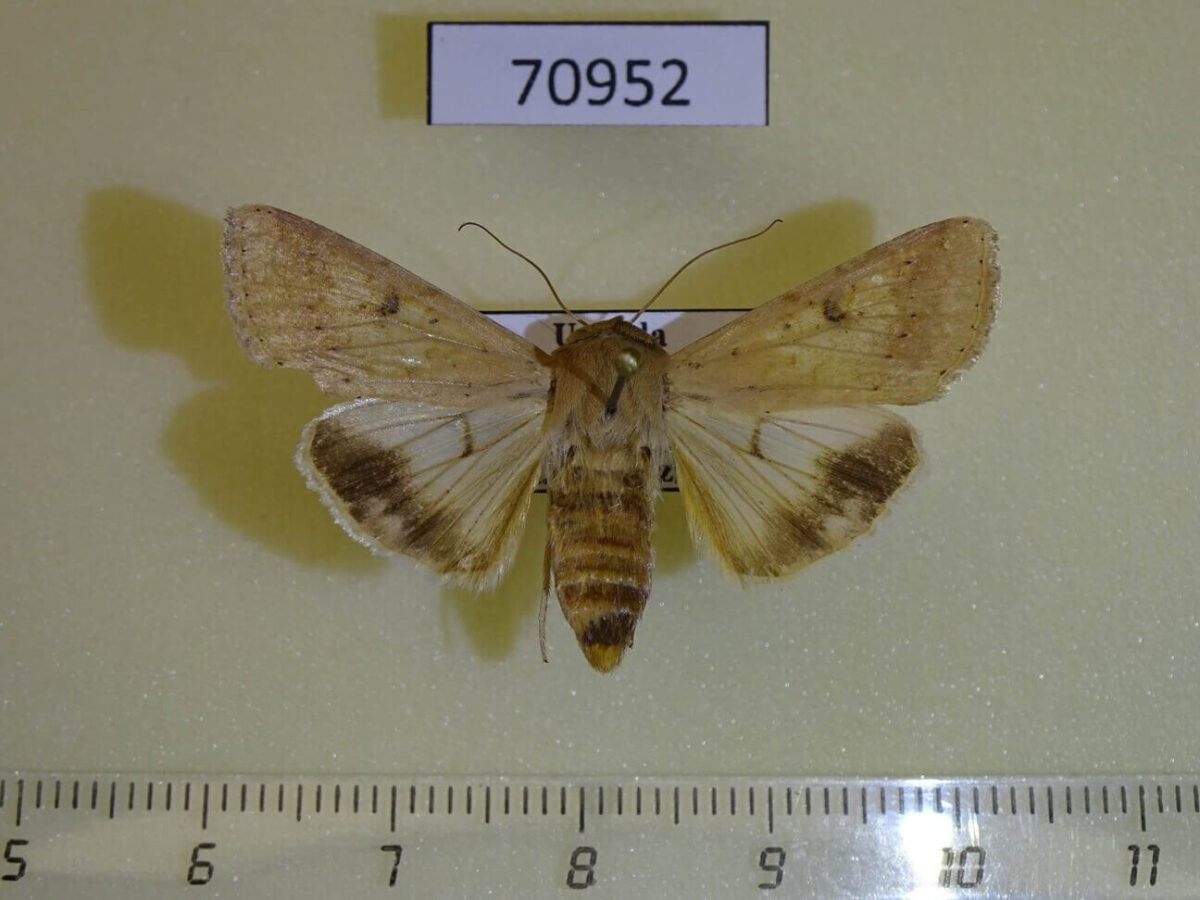 Noctuidae Helicoverpa fletcheri f Uganda - Fareastinsects