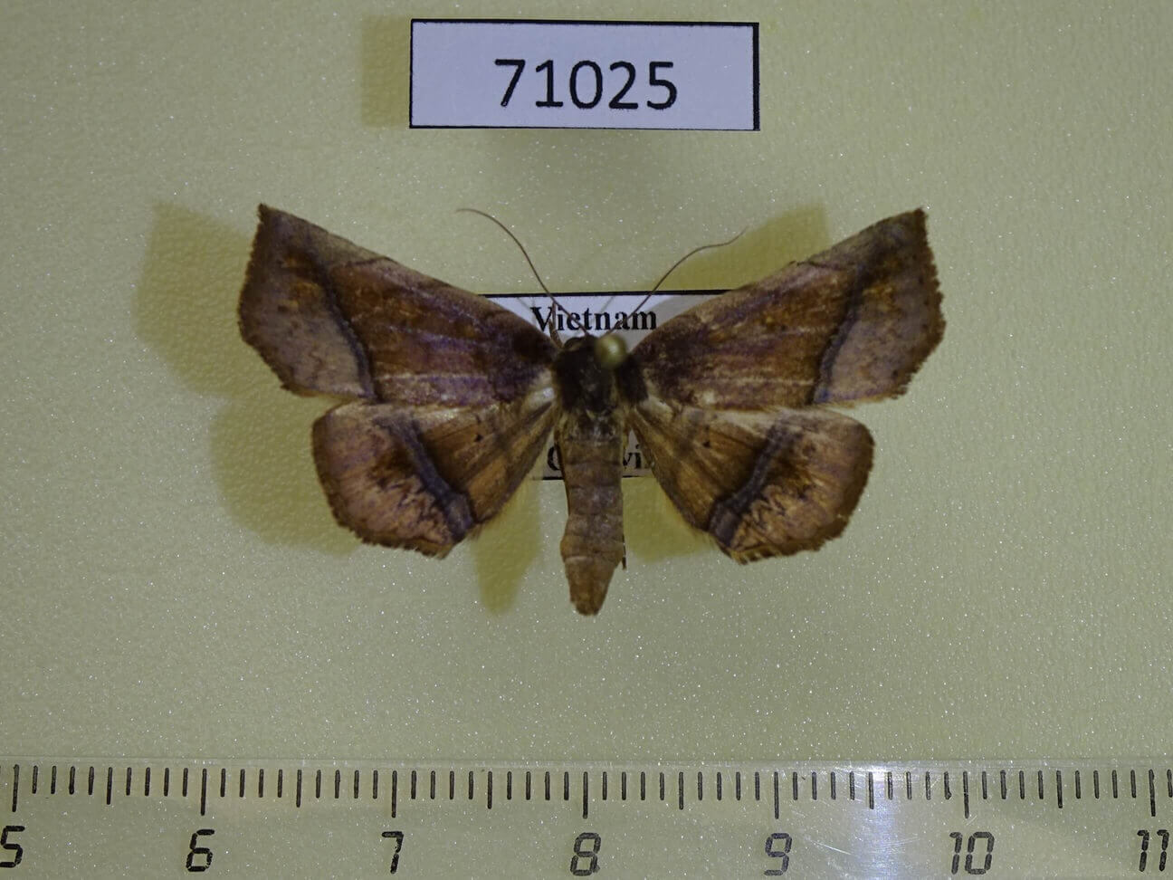 Noctuidae Pangrapta metagona Vietnam - Fareastinsects