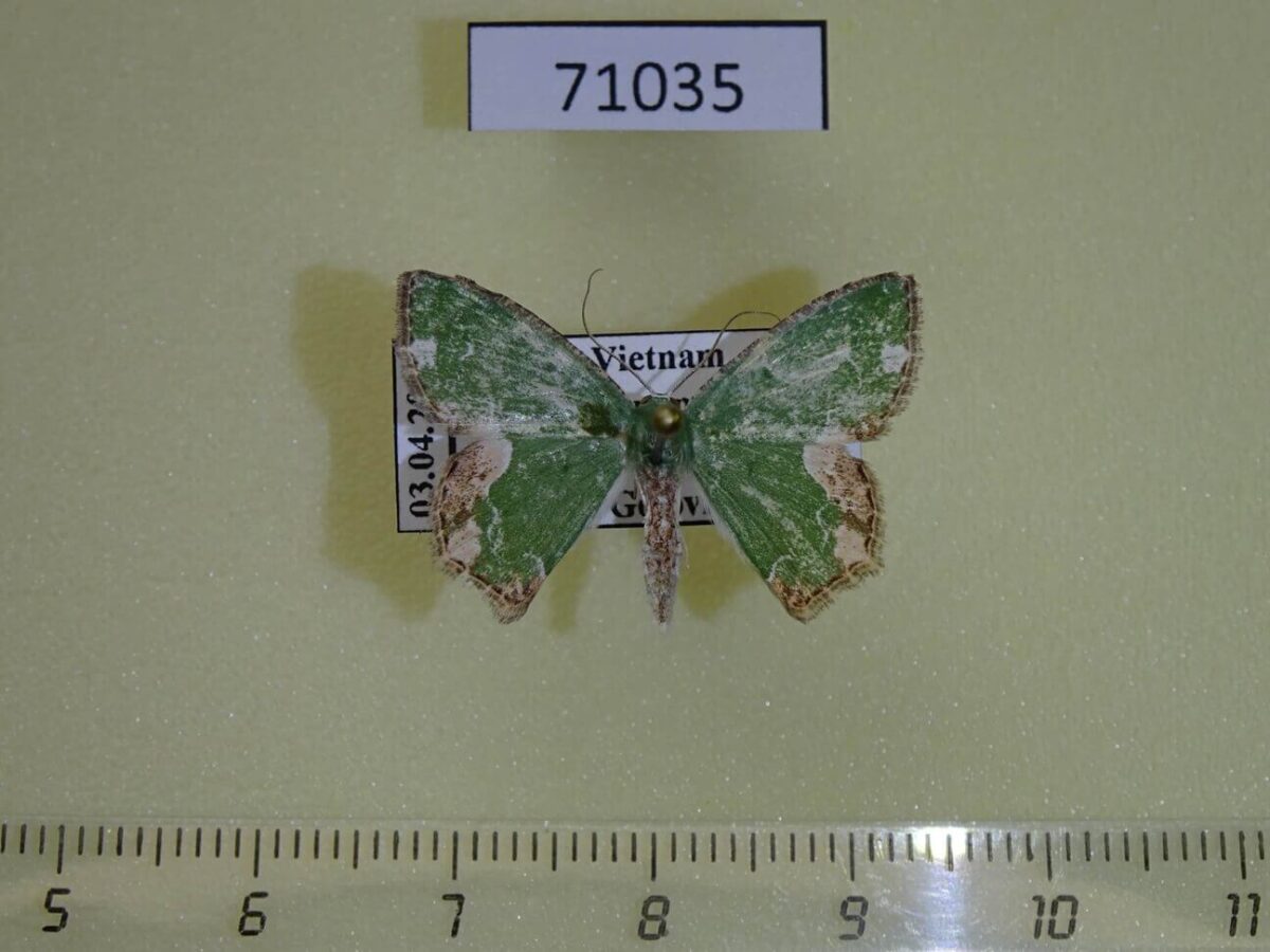 Geometridae Eucyclodes infracta Vietnam - Fareastinsects