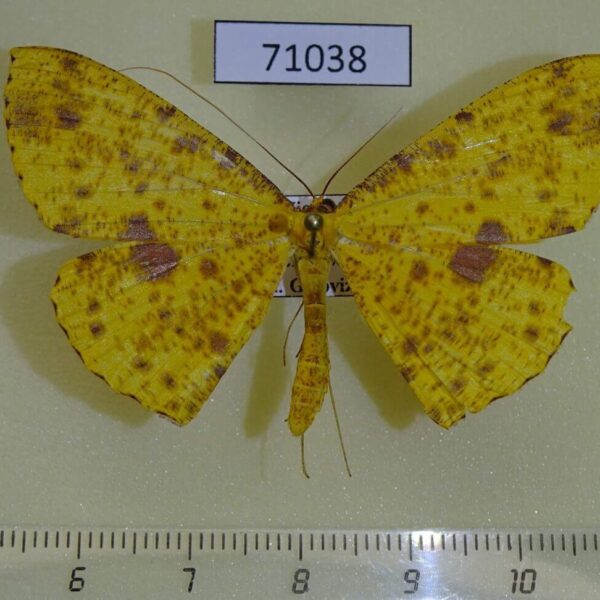 Geometridae Eucyclodes infracta Vietnam - Fareastinsects