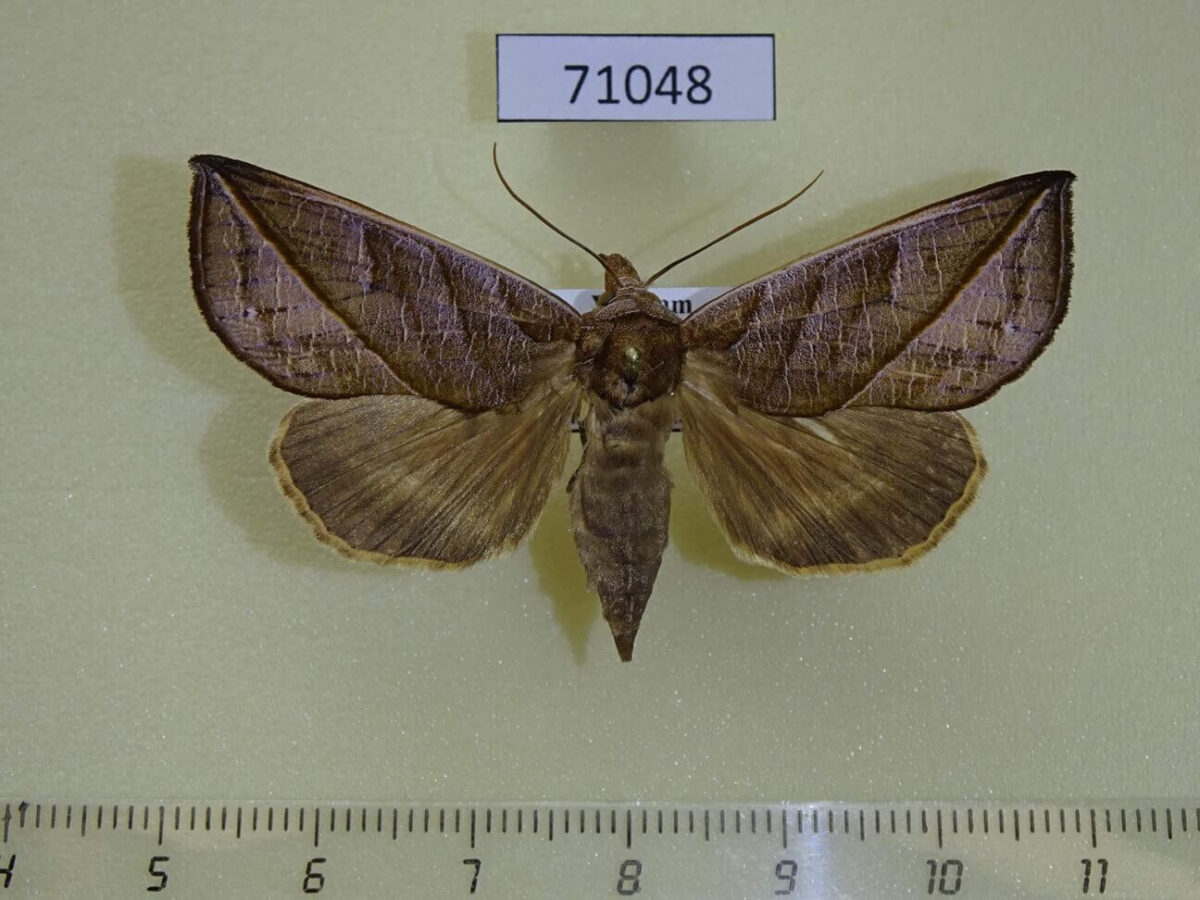 Noctuidae Calyptra fletcheri Vietnam - Fareastinsects