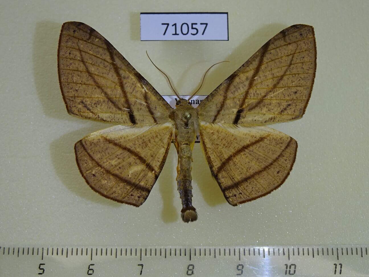 Geometridae Dalima patularia Vietnam - Fareastinsects