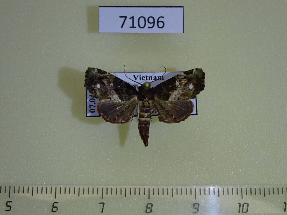 Euteliidae Targalla albiceps Vietnam - Fareastinsects