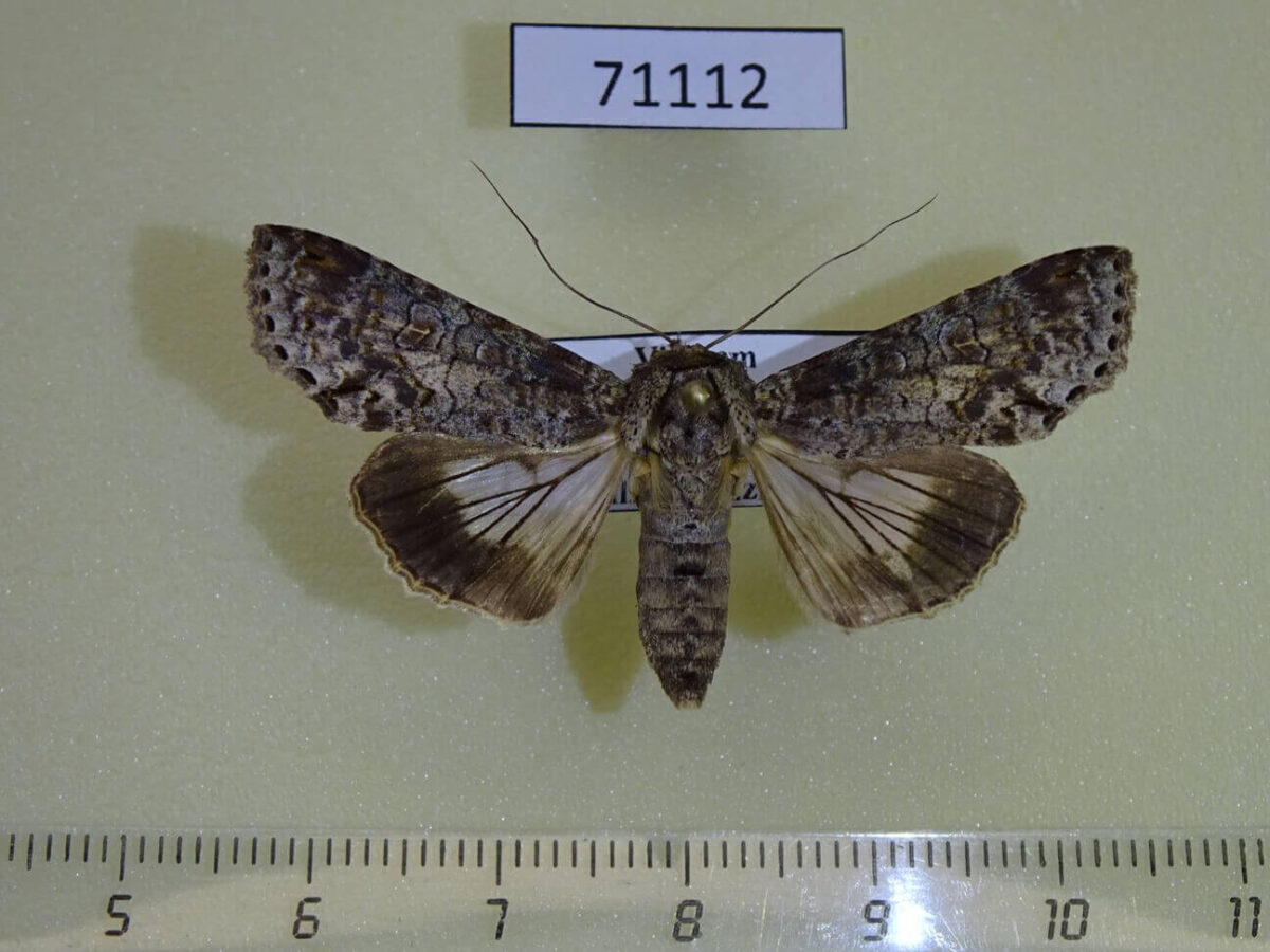Euteliidae Stictoptera sp. semialba Vietnam - Fareastinsects