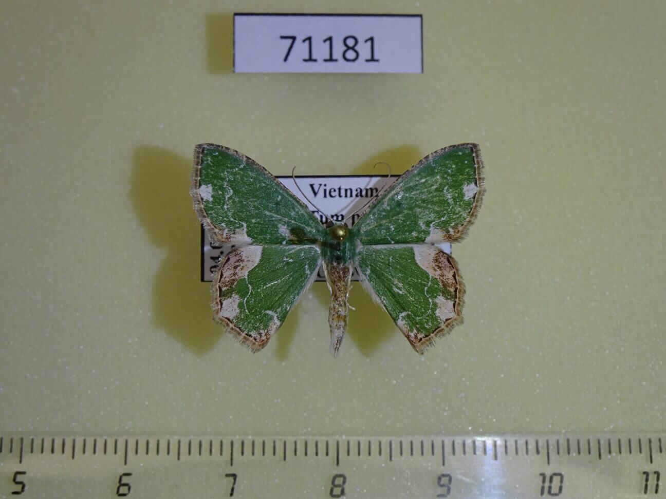 Geometridae Eucyclodes infracta Vietnam - Fareastinsects