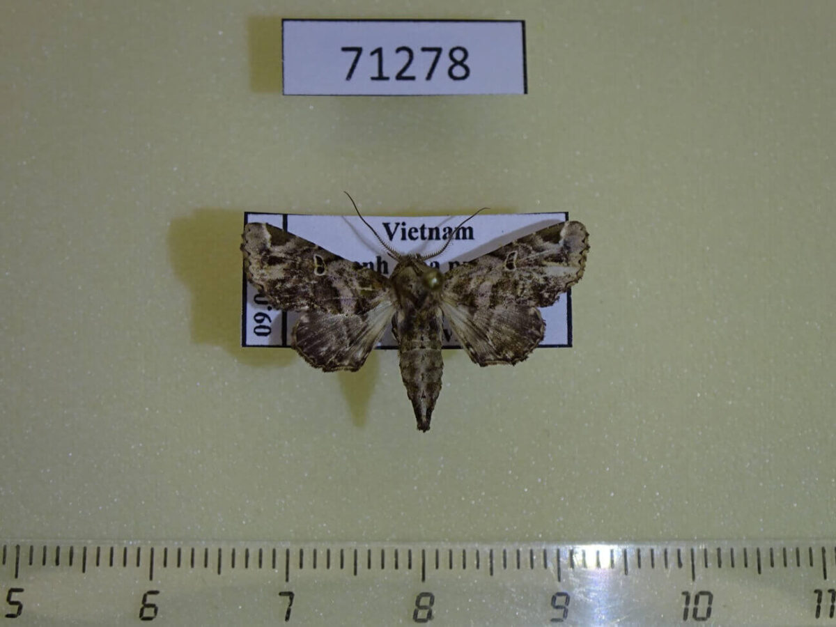 Euteliidae Atacira melanephra Vietnam - Fareastinsects