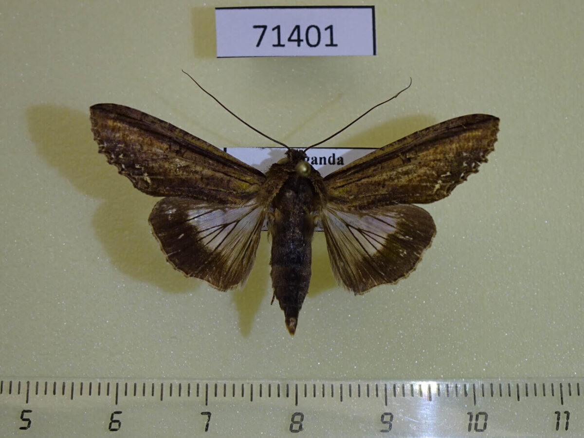 Euteliidae Stictoptera sp. Uganda - Fareastinsects
