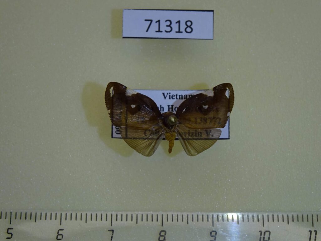 Ricaniidae Pochazia sp. Vietnam - Fareastinsects