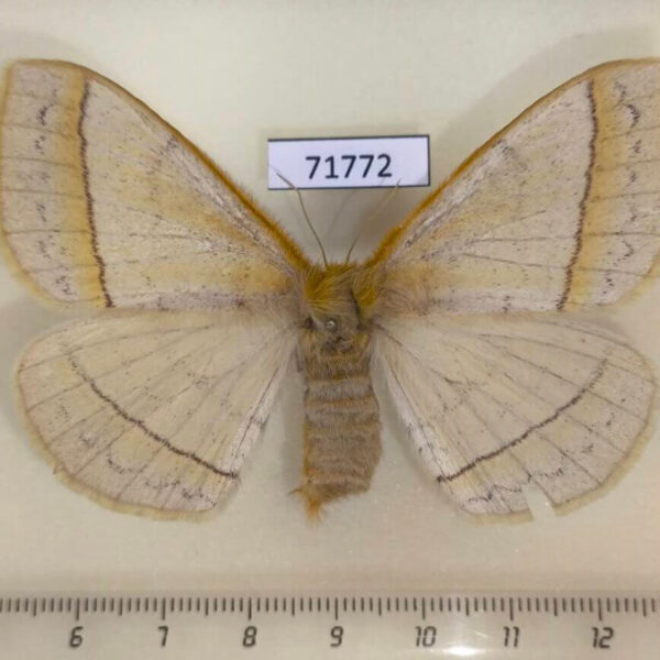 Eupterotidae Eupterote undata f Thailand - Fareastinsects