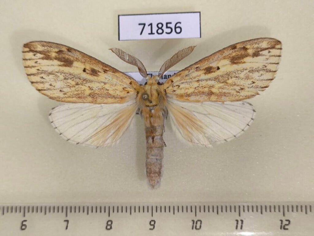 Notodontiidae Periergos kamadena Thailand - Fareastinsects