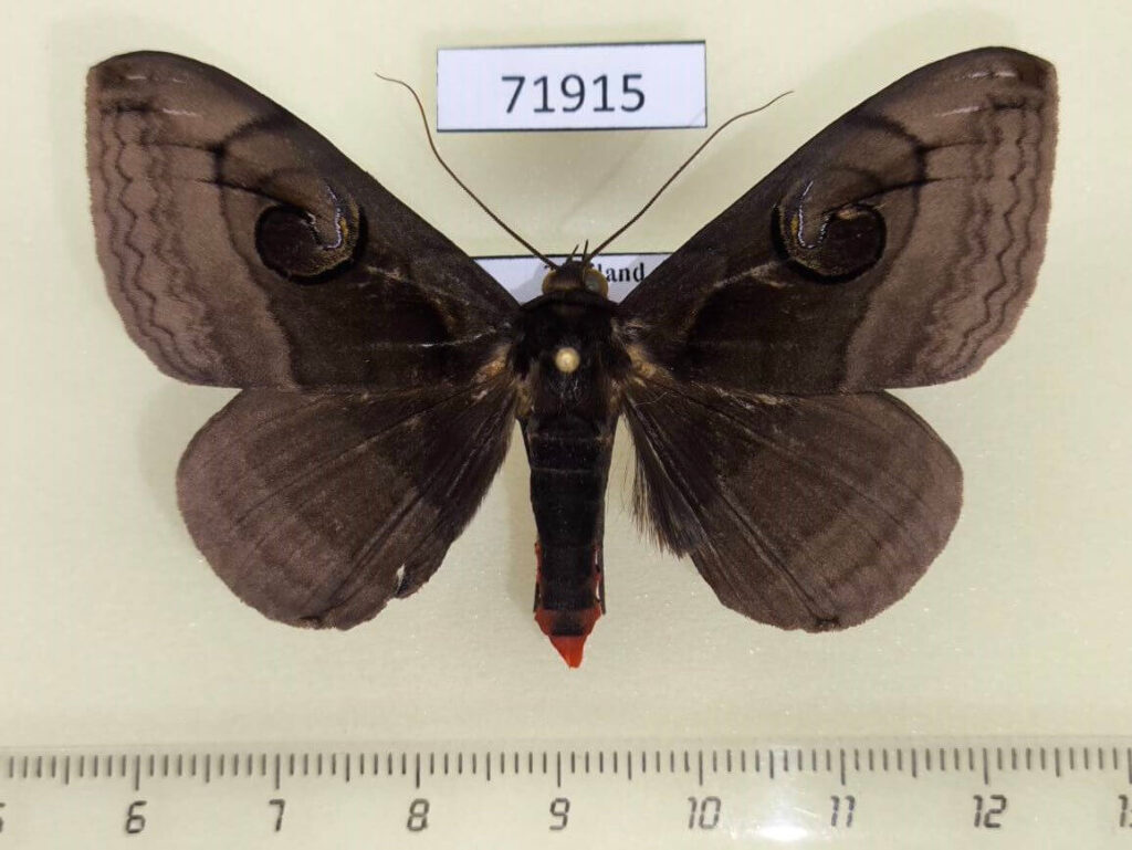 Noctuidae Spirama retorta Thailand - Fareastinsects