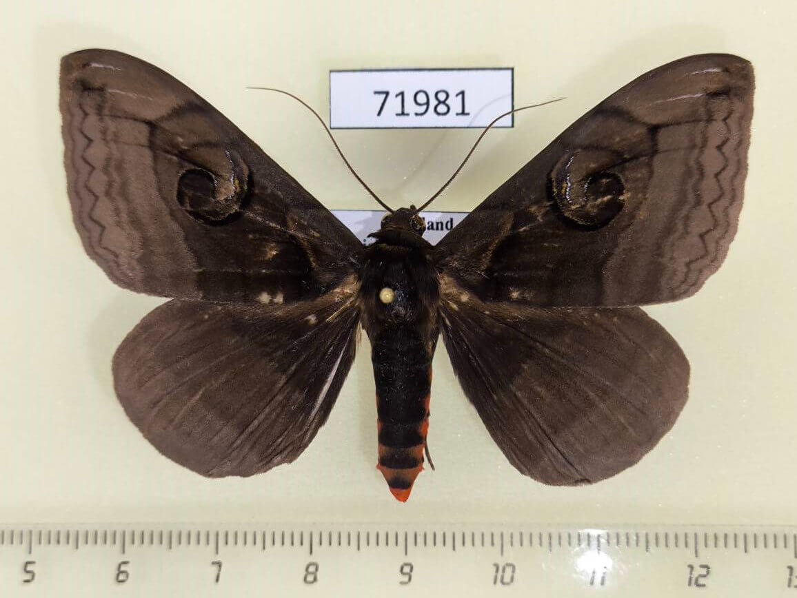 Noctuidae Spirama retorta Thailand - Fareastinsects