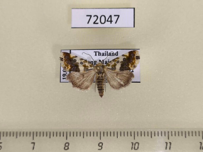 Noctuidae Acontia marmoralis Thailand - Fareastinsects