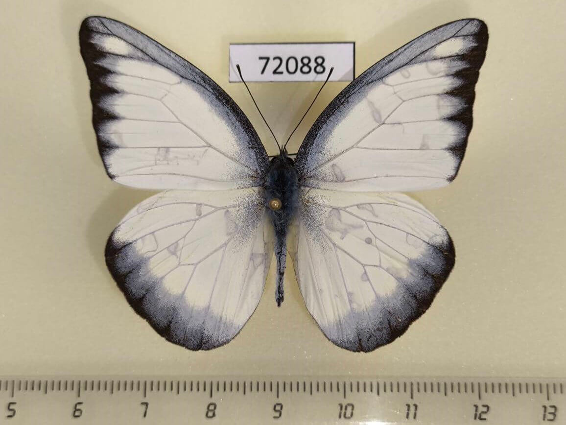 Pieridae Appias lyncida eleonora Thailand - Fareastinsects