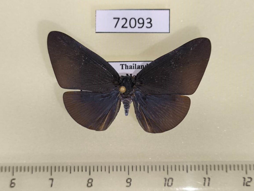 Ricaniidae Pochazia sp. Thailand - Fareastinsects