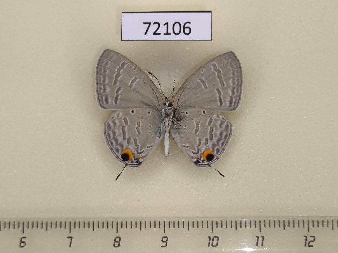 Lycaenidae Catochrysops strabo strabo Thailand - Fareastinsects