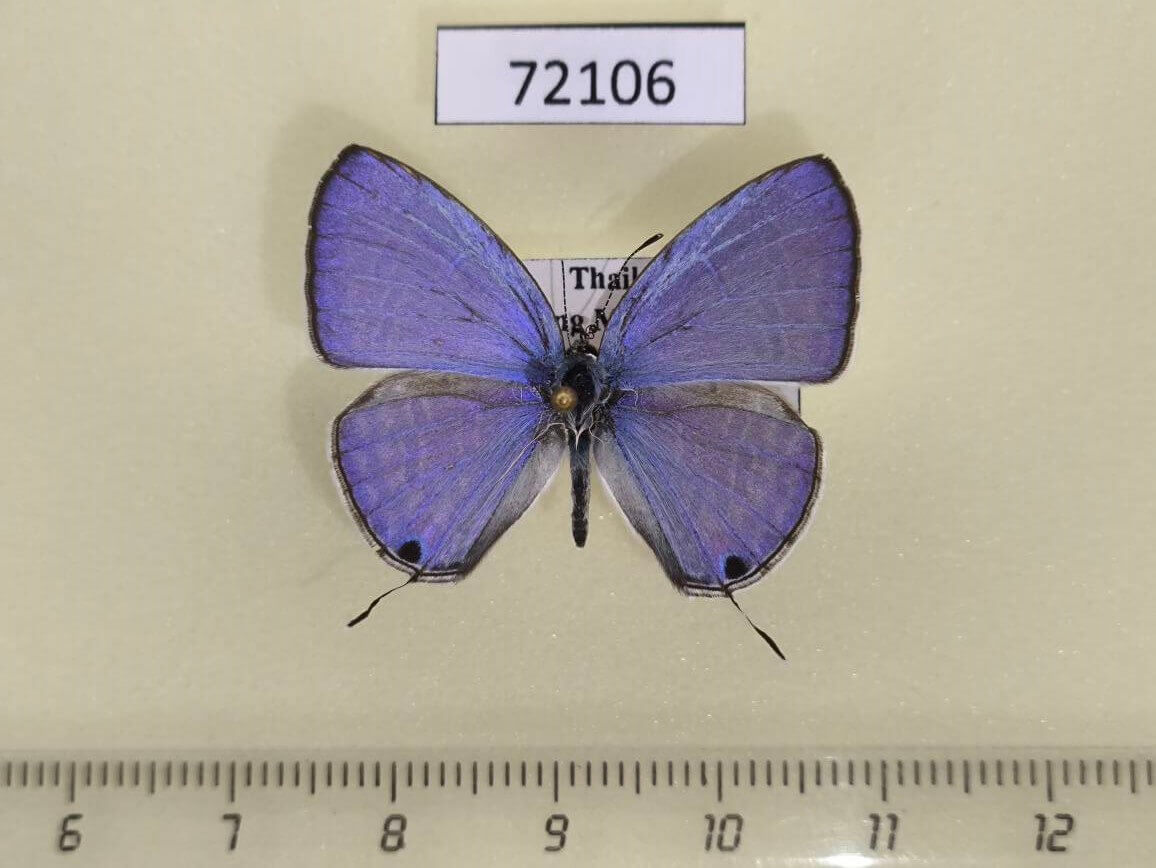 Lycaenidae Catochrysops strabo strabo Thailand - Fareastinsects