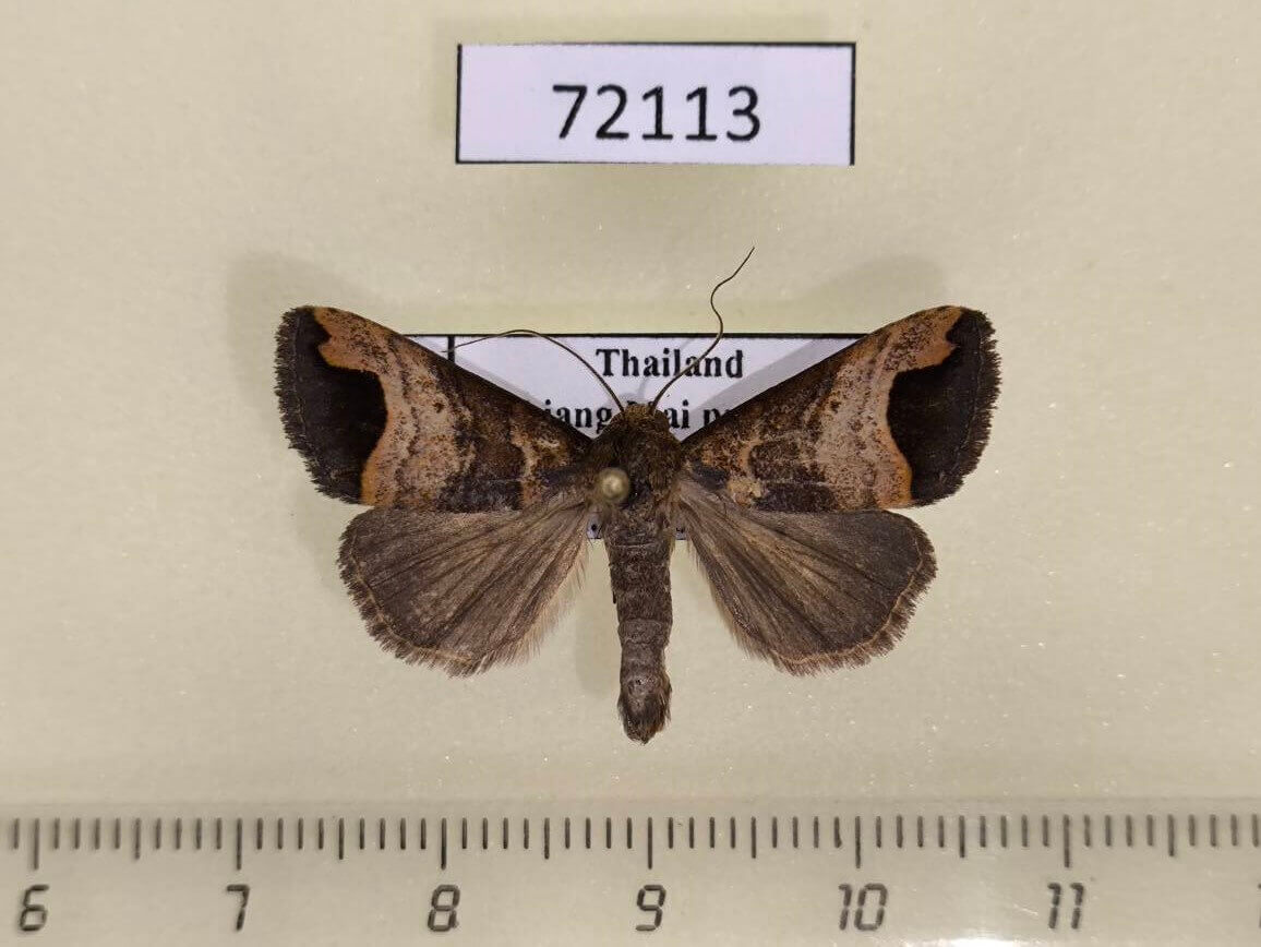 Noctuidae Bocula tuhanensis Thailand - Fareastinsects
