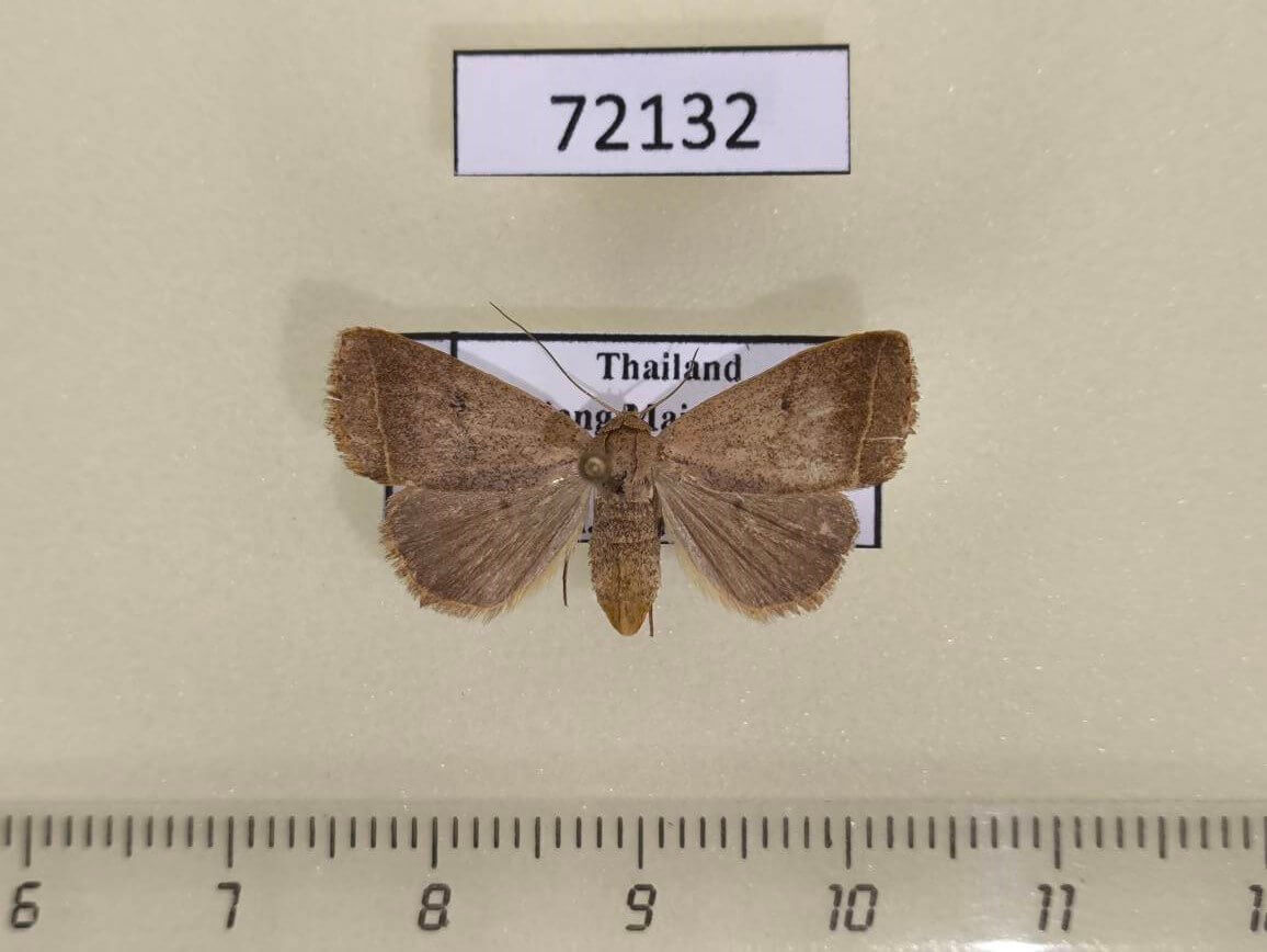 Noctuidae Bocula caradrinoides f Thailand - Fareastinsects