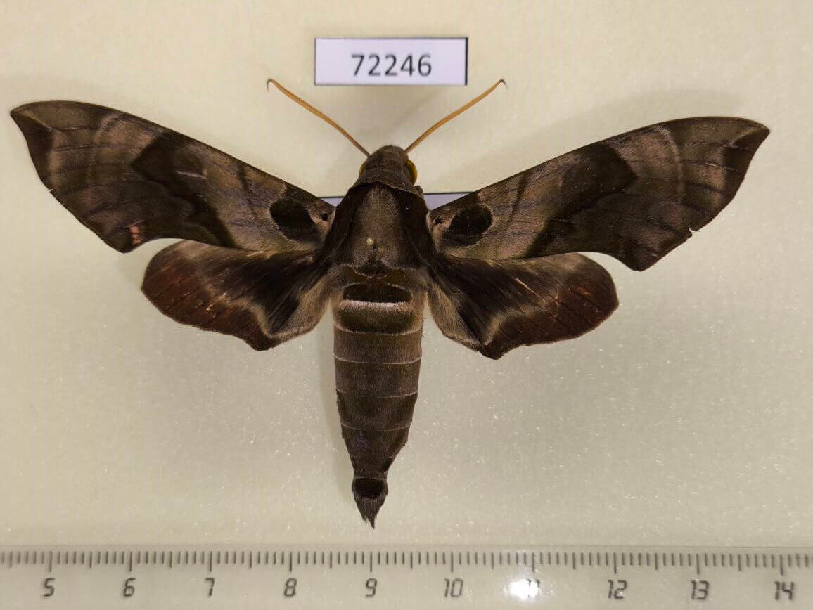 Sphingidae Daphnis placida Thailand - Fareastinsects