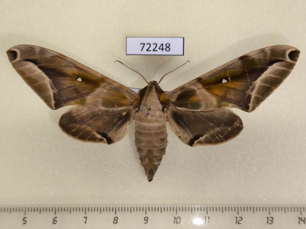 Sphingidae Parum colligata f Thailand - Fareastinsects