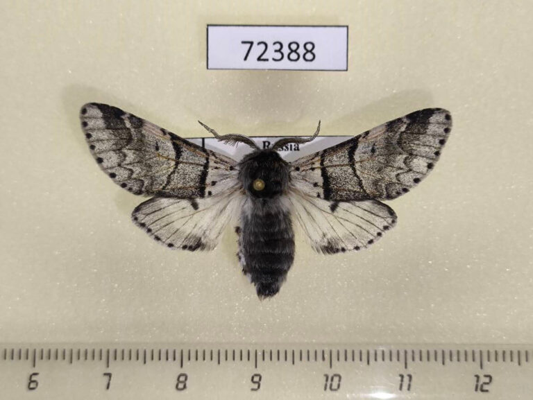 Notodontiidae Furcula bifida Tyva rep. - Fareastinsects