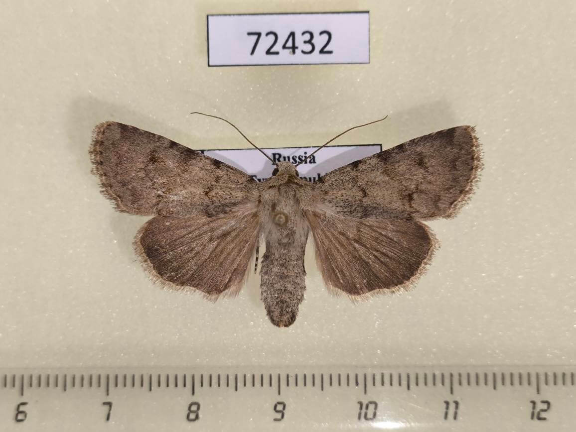 Noctuidae Dichagyris ignara Tyva rep. - Fareastinsects