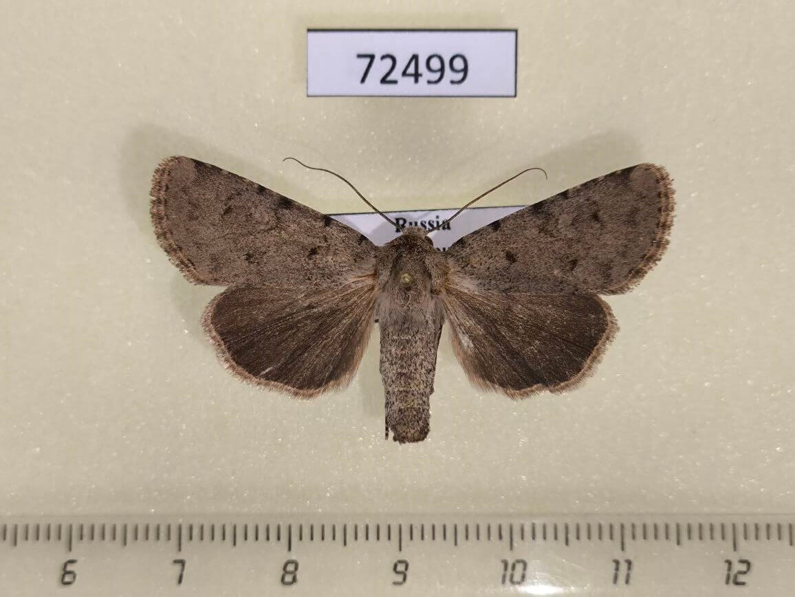 Noctuidae Dichagyris ignara Tyva rep. - Fareastinsects