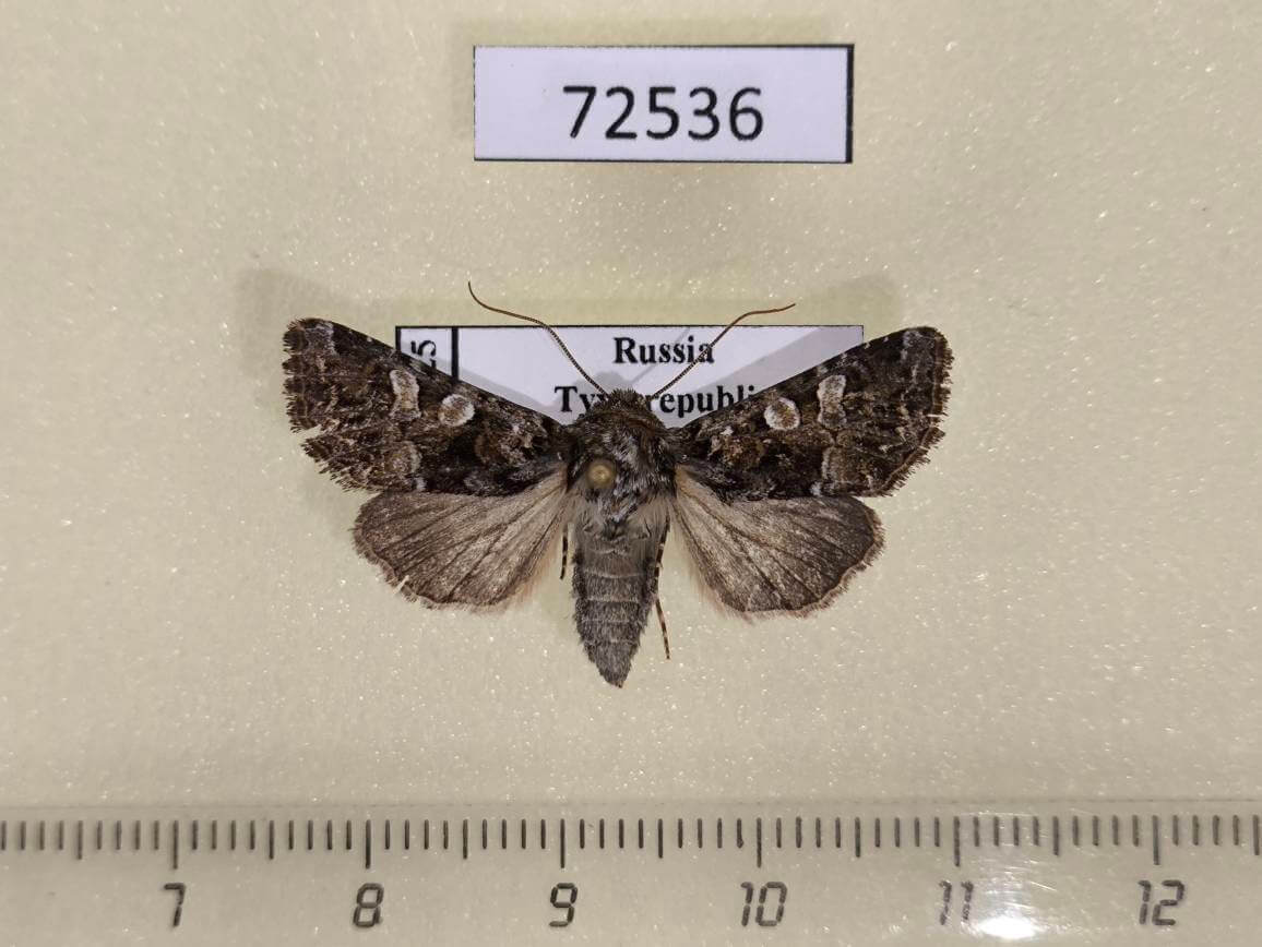 Noctuidae Hadena perplexa f Tyva rep. - Fareastinsects