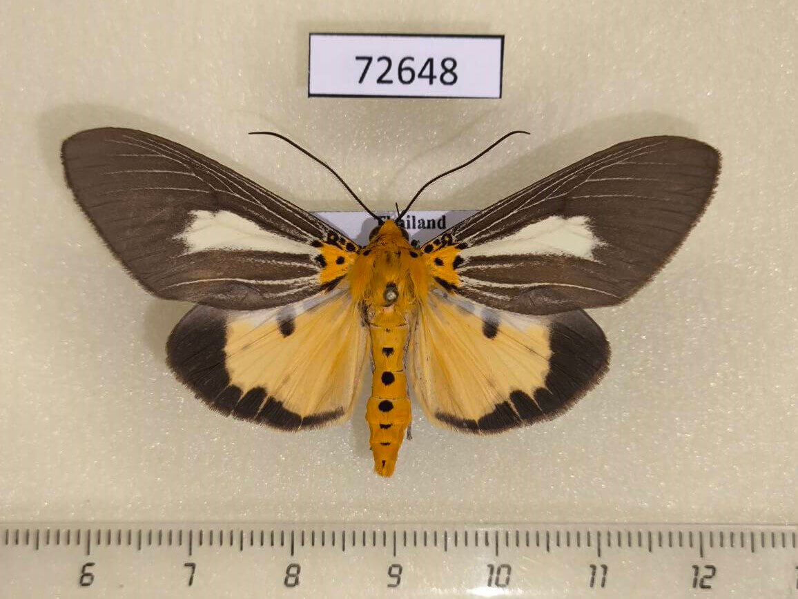 Noctuidae Asota subsimilis Thailand - Fareastinsects