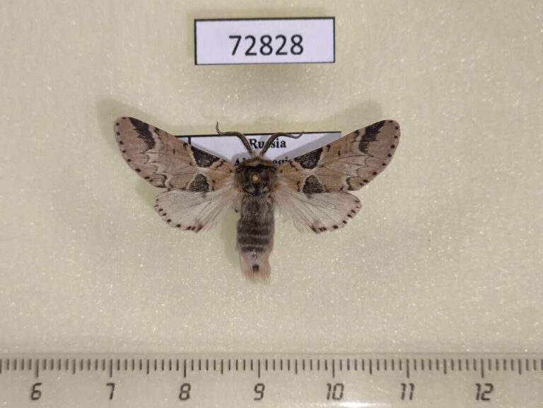 Notodontiidae Furcula aeruginosa petri Altai reg. - Fareastinsects