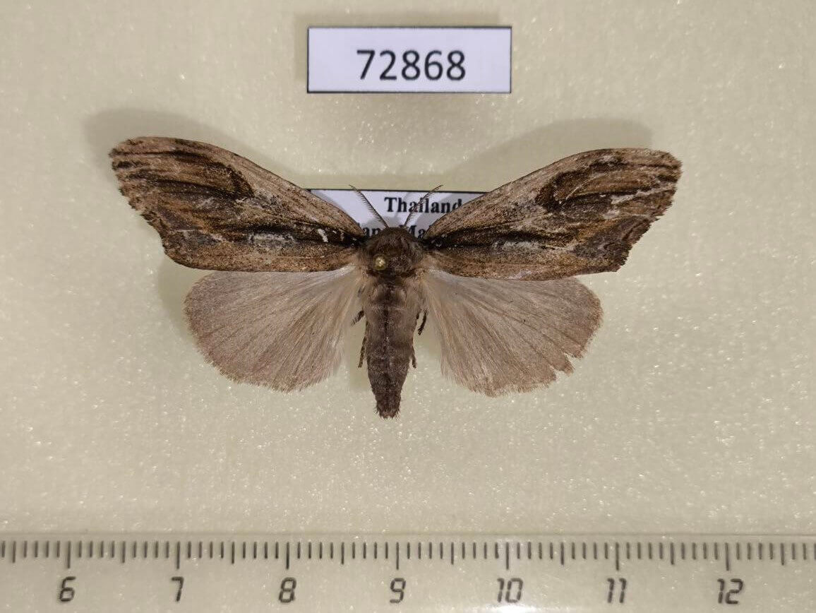 Lymantridae Olene mendosa f Thailand - Fareastinsects