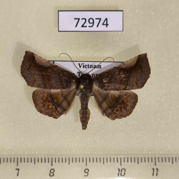 Noctuidae Pangrapta pannosa Vietnam - Fareastinsects