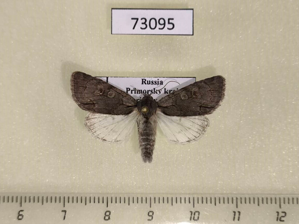 Noctuidae Acronicta bellula Primorye - Fareastinsects