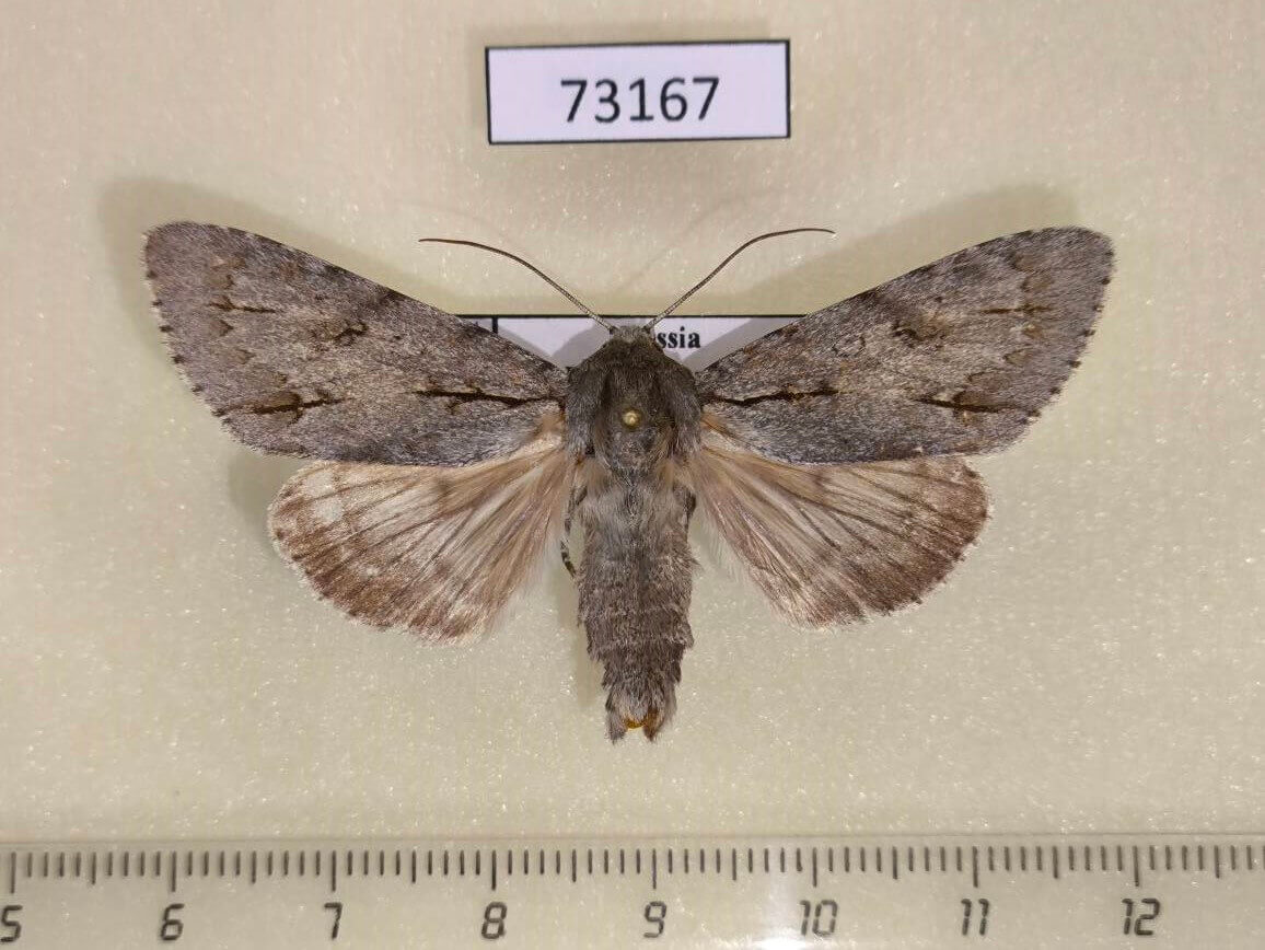 Noctuidae Acronicta major Evreiskaya AO - Fareastinsects