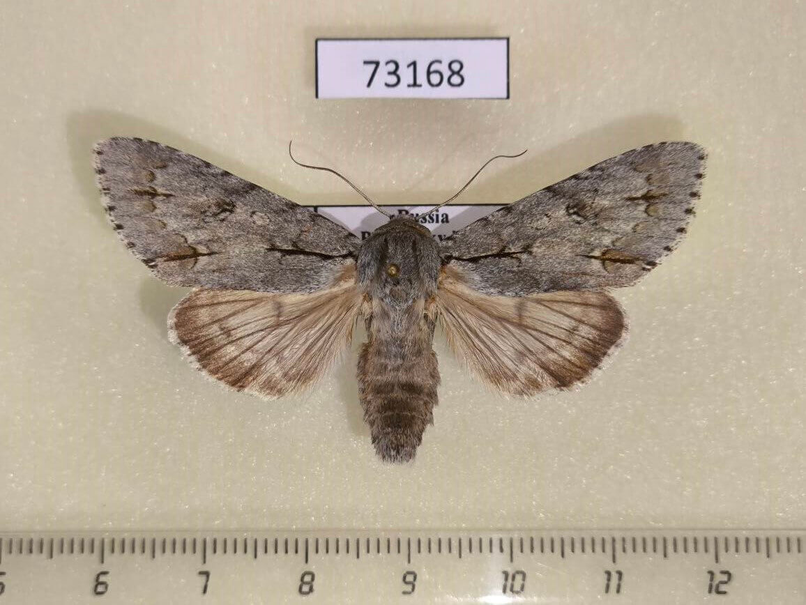 Noctuidae Acronicta major Primorye - Fareastinsects