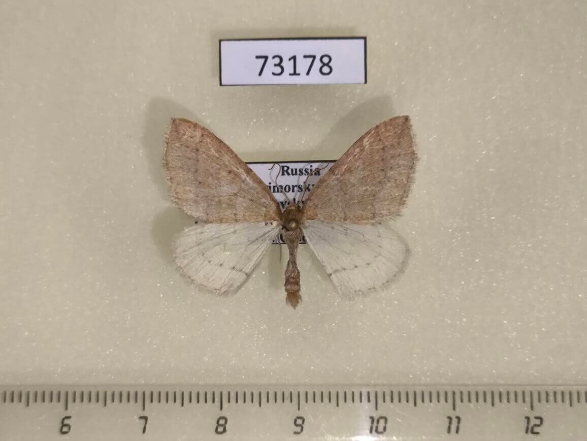 Geometridae Idiotephria debilitata Primorye - Fareastinsects