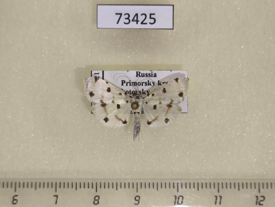 Crambidae Pycnarmon lactiferalis Primorye - Fareastinsects
