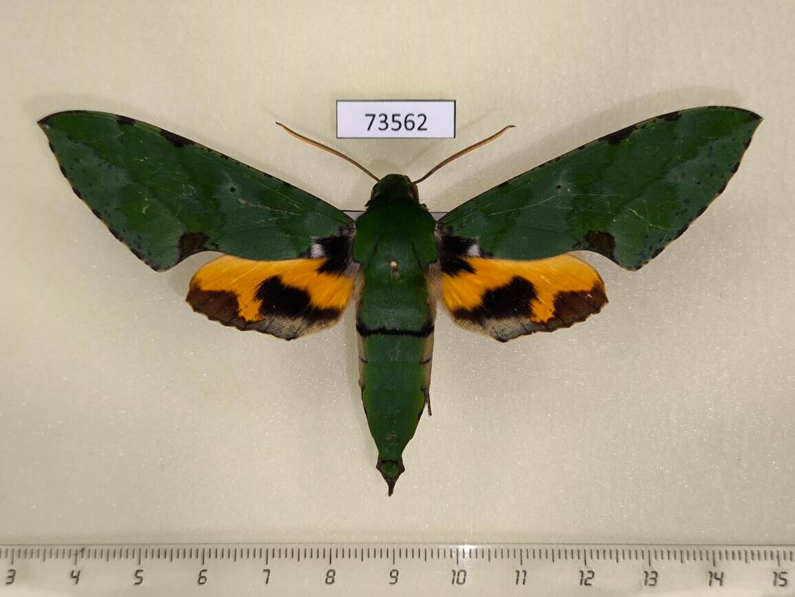 Sphingidae Euchloron megaera Uganda - Fareastinsects