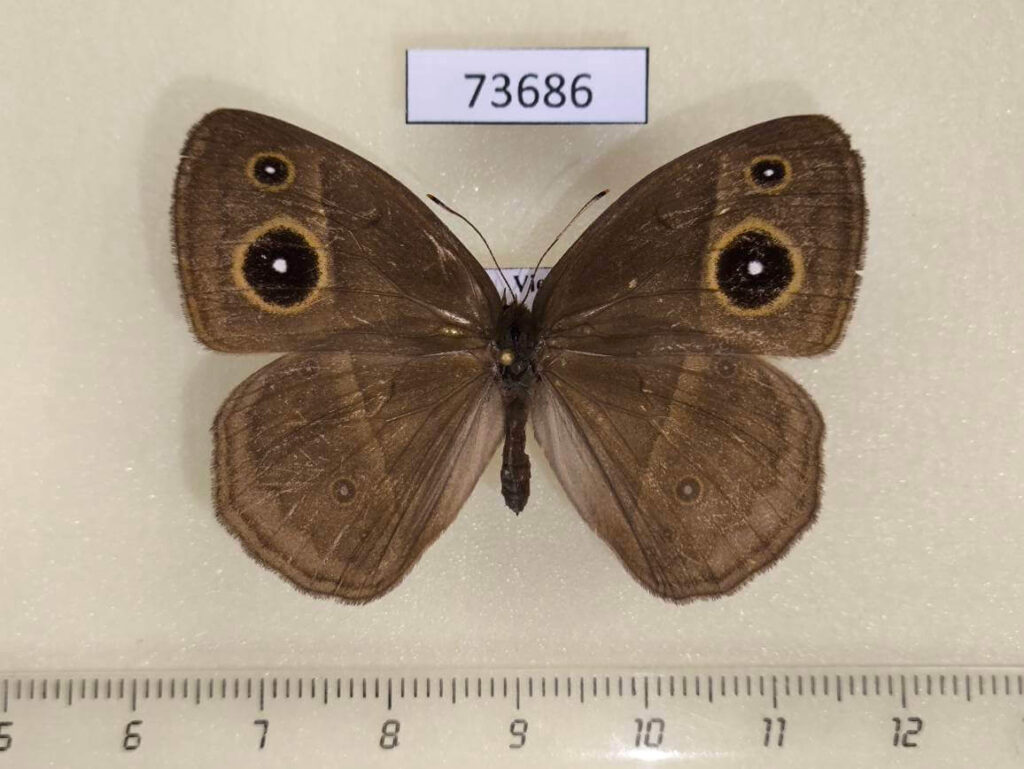 Satyridae Mycalesis gotama f Vietnam - Fareastinsects