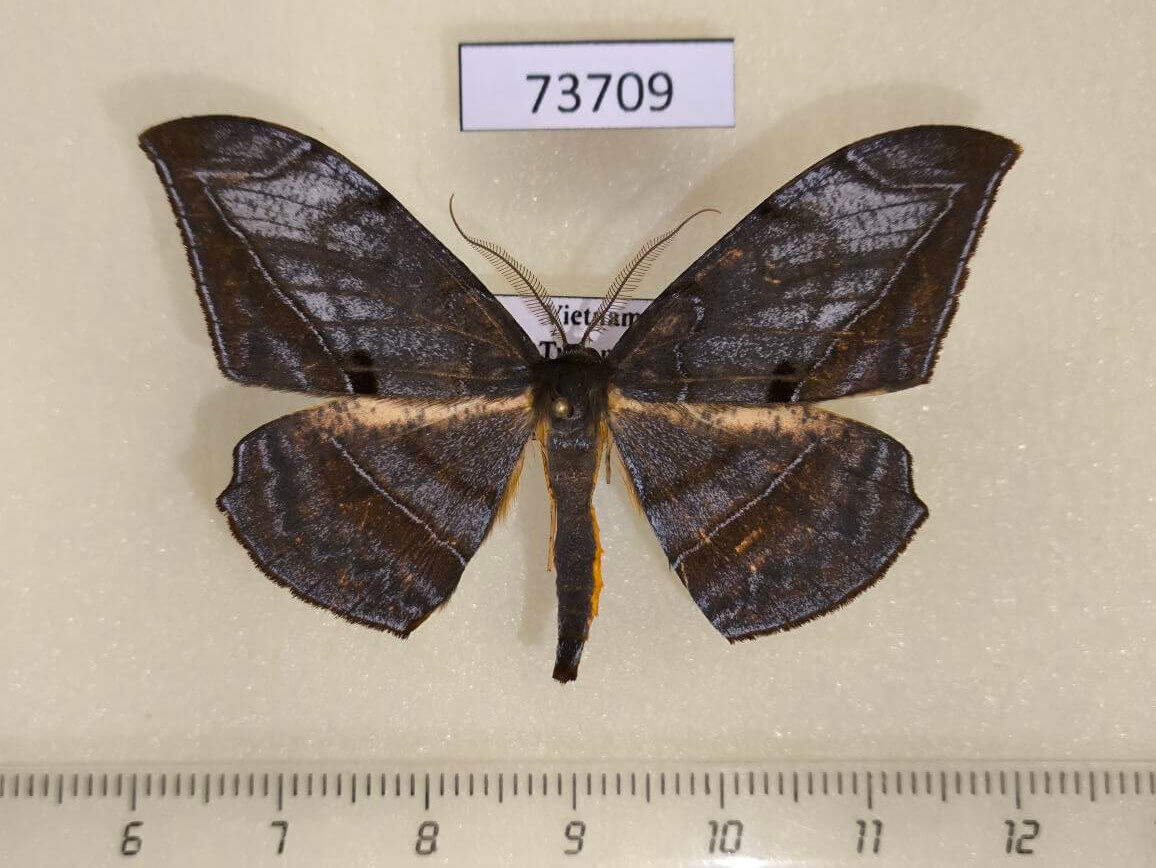 Geometridae Dalima schistacearia Vietnam - Fareastinsects