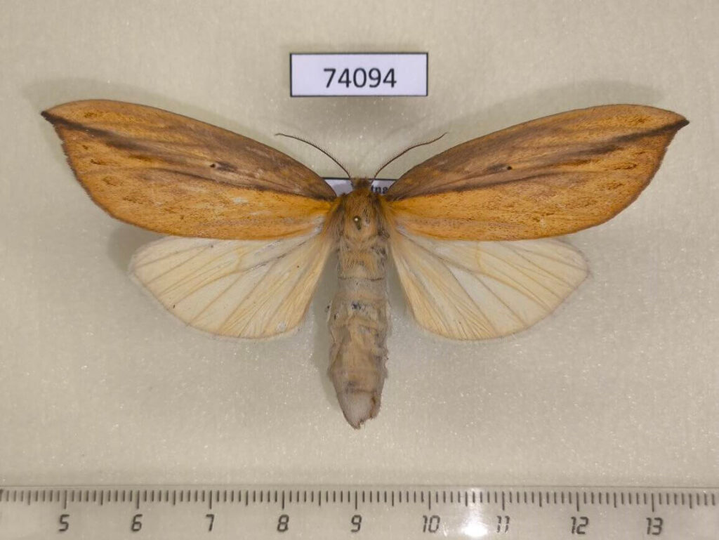 Notodontiidae Periergos rusatus f Vietnam - Fareastinsects